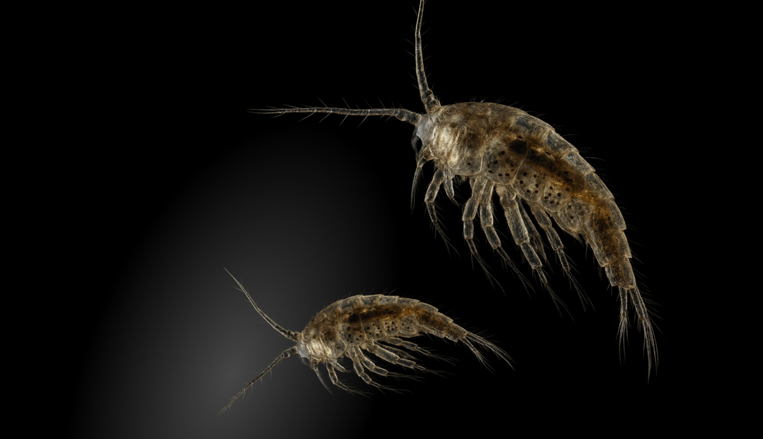 Live Copepods, Rotifers & Reef Care | Aquaculture Kings