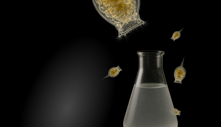 How to Culture Diatoms for a Marine Aquarium – Aquaculture Kings